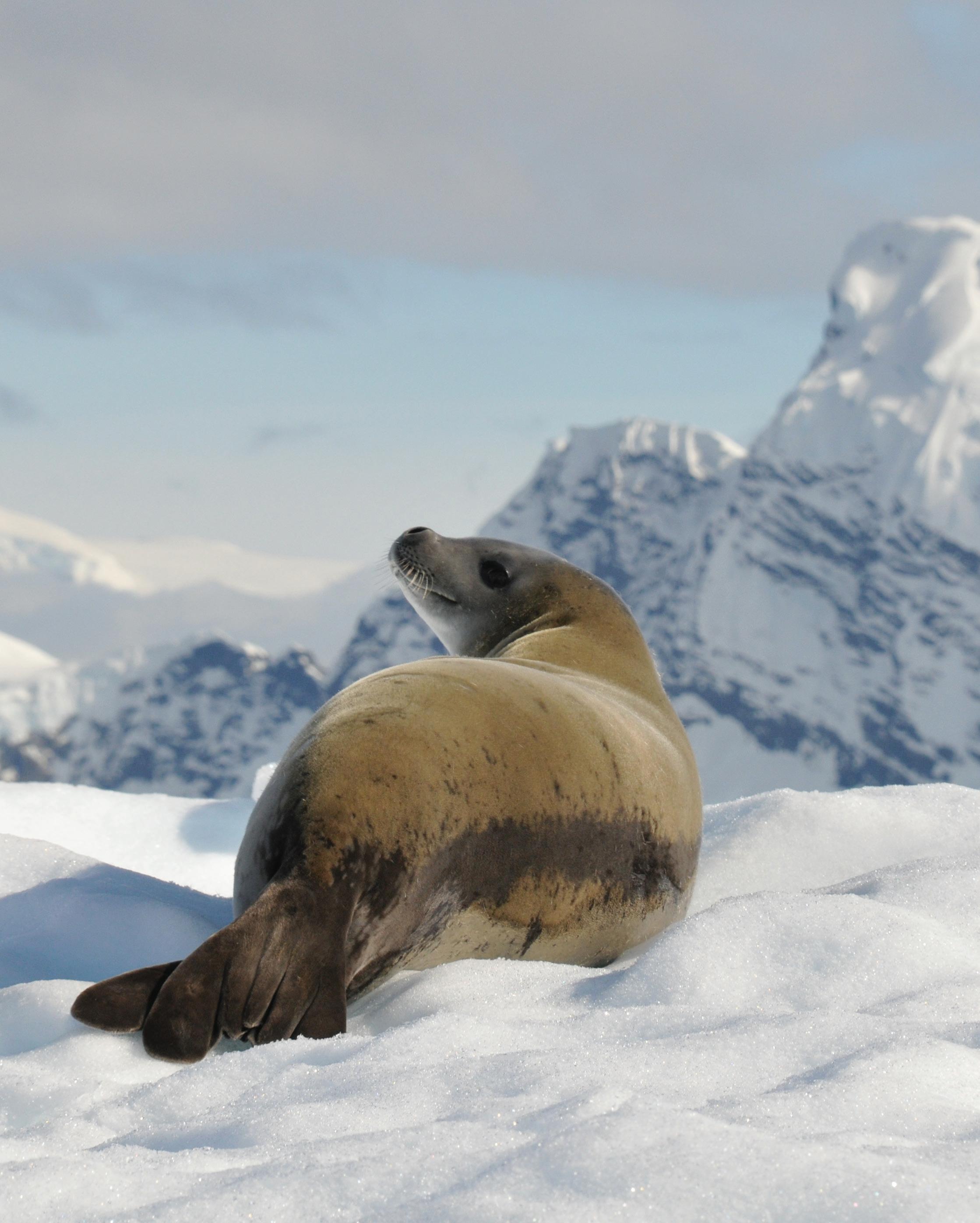 Silversea Expedition Comparison Guide by Silversea - Issuu