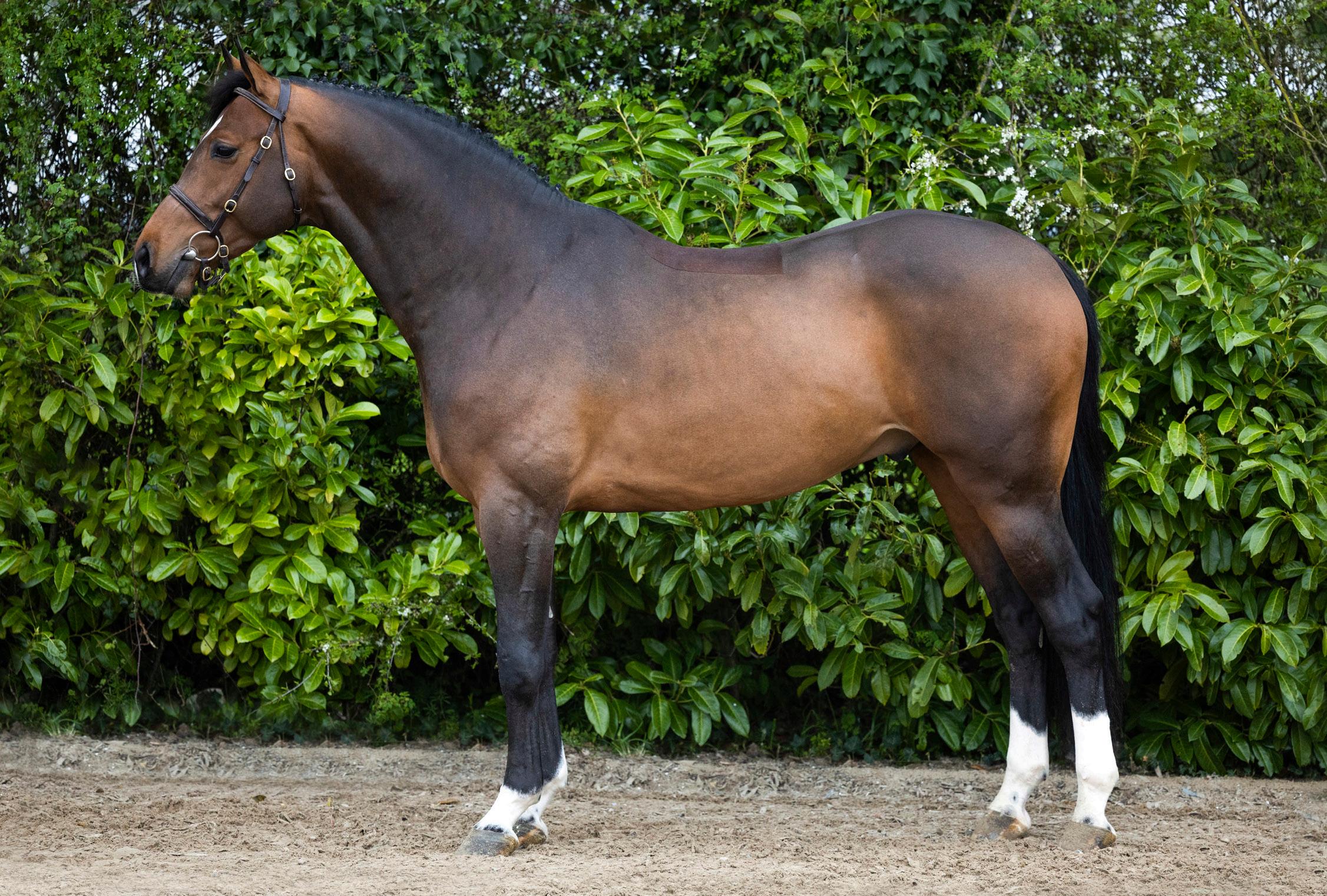 Castlefield Breeding Farm Stallions 2023 By Castlefield Breeding Farm Castlefield Breeding Farm Stallions 2023 By Castlefield Breeding Farm