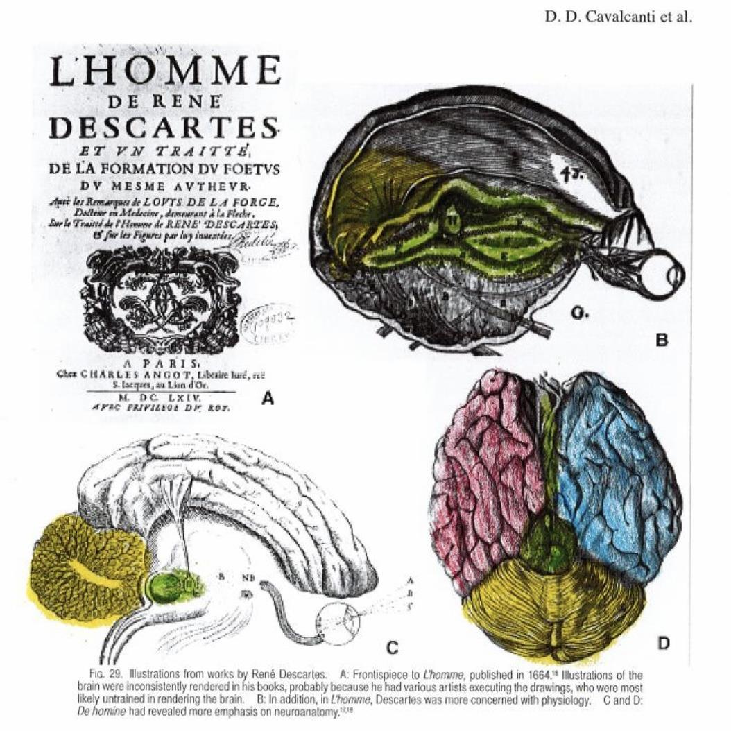 LANGUAGE OF THE BIRDS: BIRD LOGIC by Communication Innovation - Issuu