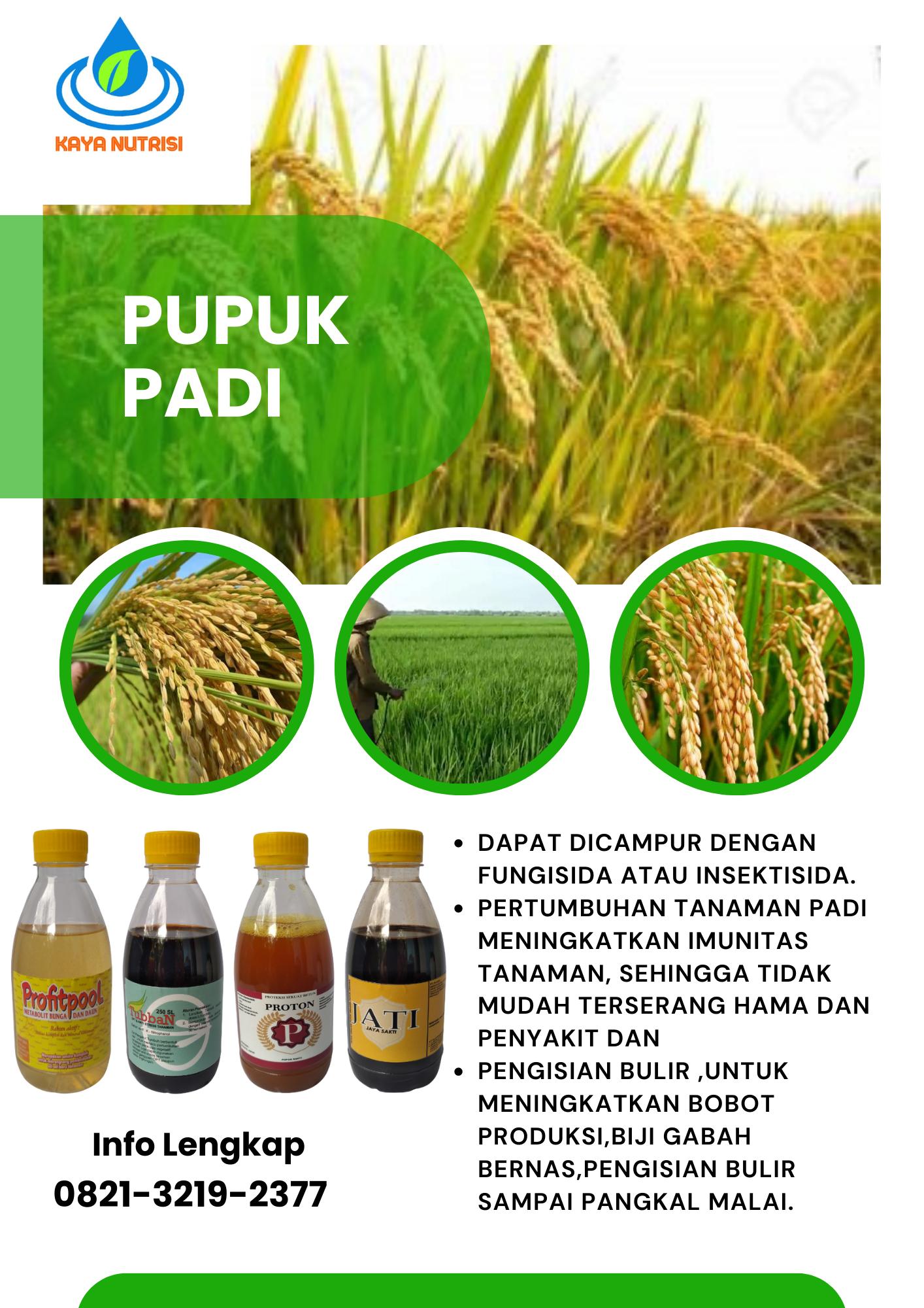 Pupuk Padi, Meningkatkan Bobot Panen - Kayain Tubban by Kayain Tubban ...