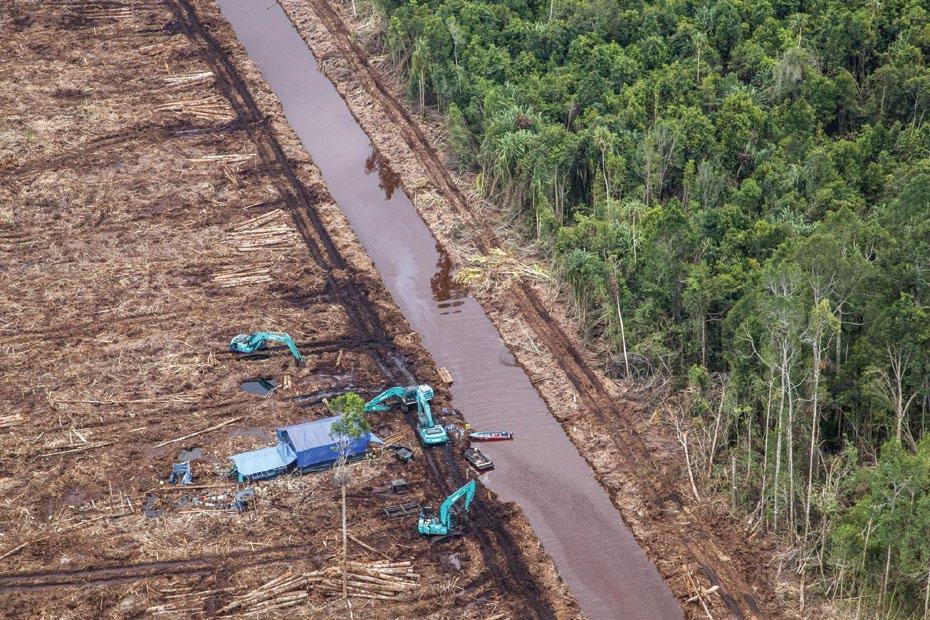 Proyek pabrik pulp Phoenix di Tarakan, Kalimantan Utara - Issuu