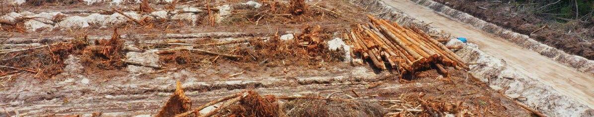 Proyek pabrik pulp Phoenix di Tarakan, Kalimantan Utara - Issuu