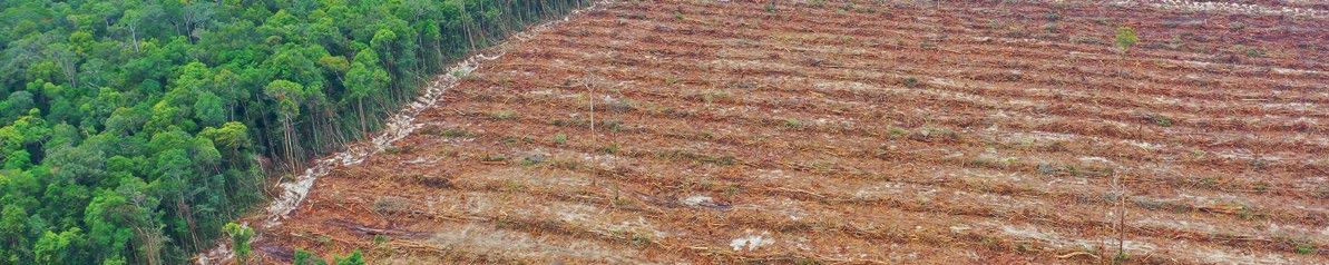 Proyek pabrik pulp Phoenix di Tarakan, Kalimantan Utara - Issuu