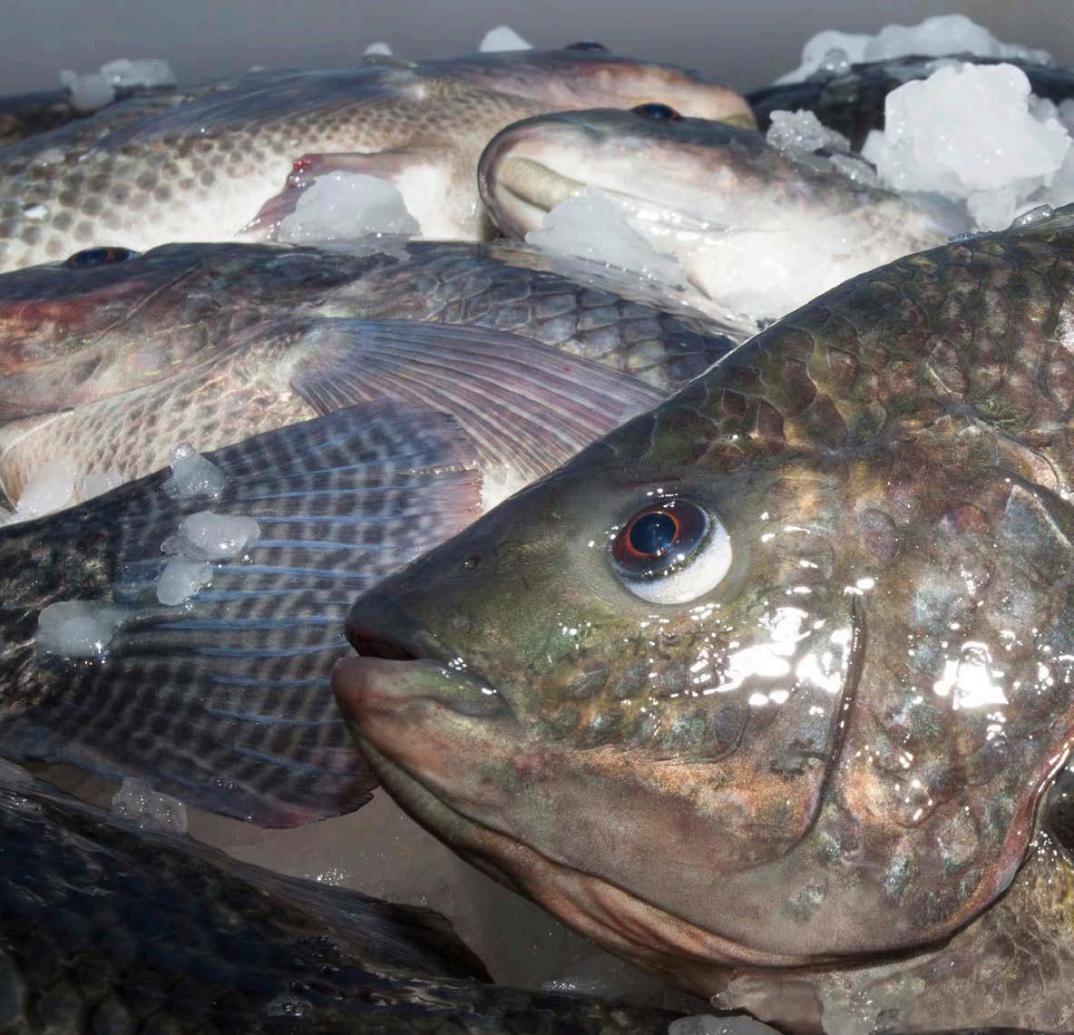 Chicoa Fish Farm - Bigger Fish to Fry BFM 110 by Ceo Media Group - Issuu