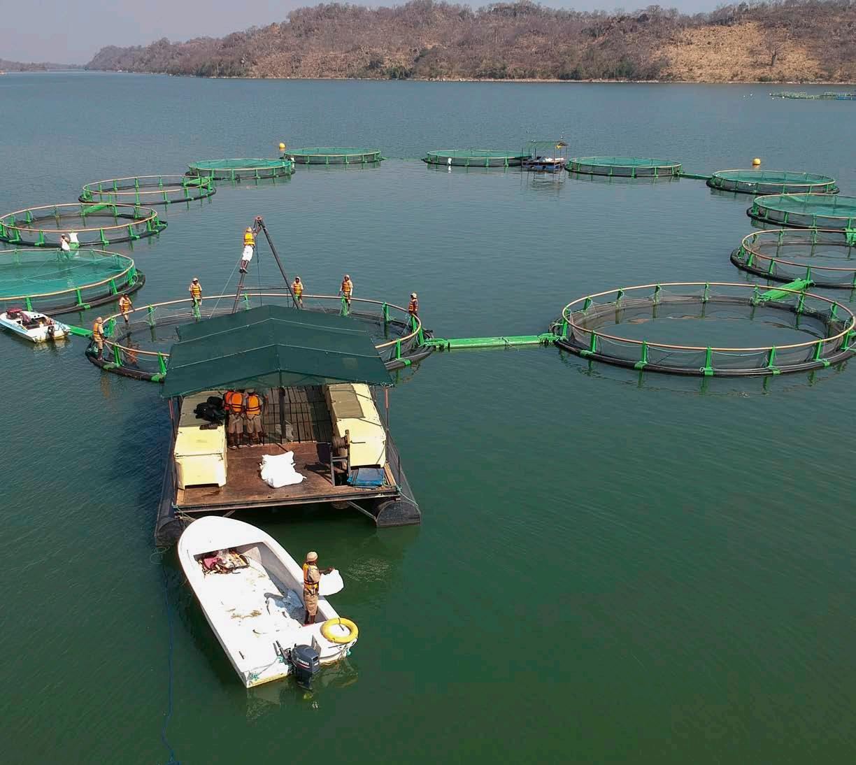 Chicoa Fish Farm - Bigger Fish to Fry BFM 110 by Ceo Media Group - Issuu
