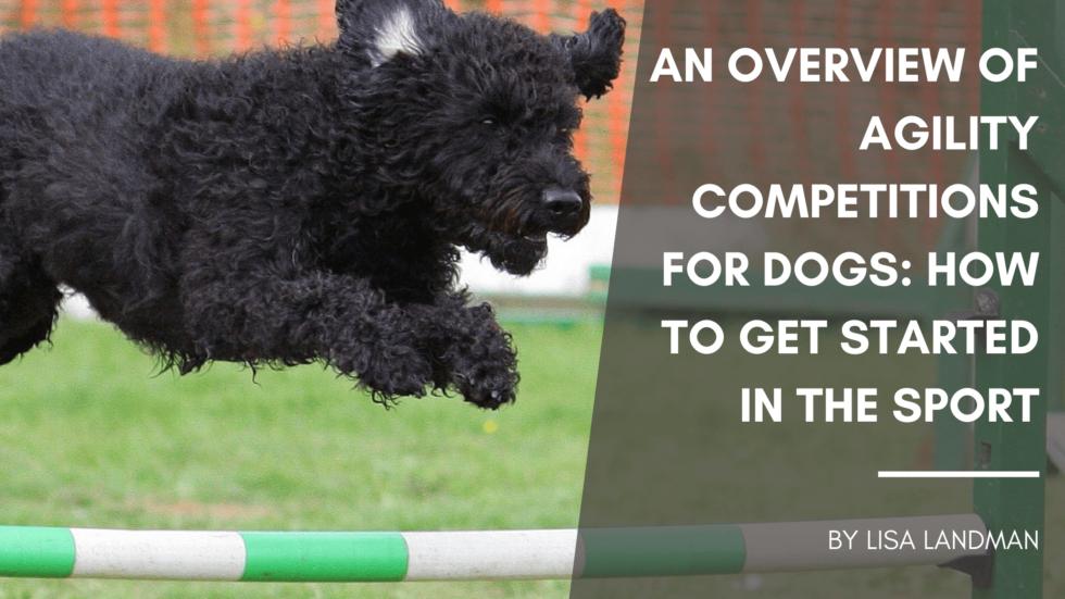 An Overview of Agility Competitions for Dogs: How to Get Started in the ...