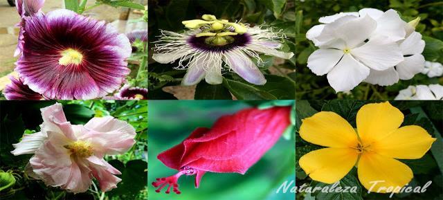 librow12 by nexirs21 - Issuu