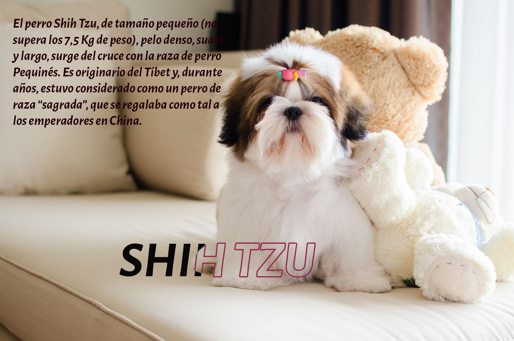 Razas de Perros -Genesis Salas Olaechea by Genesis - Issuu