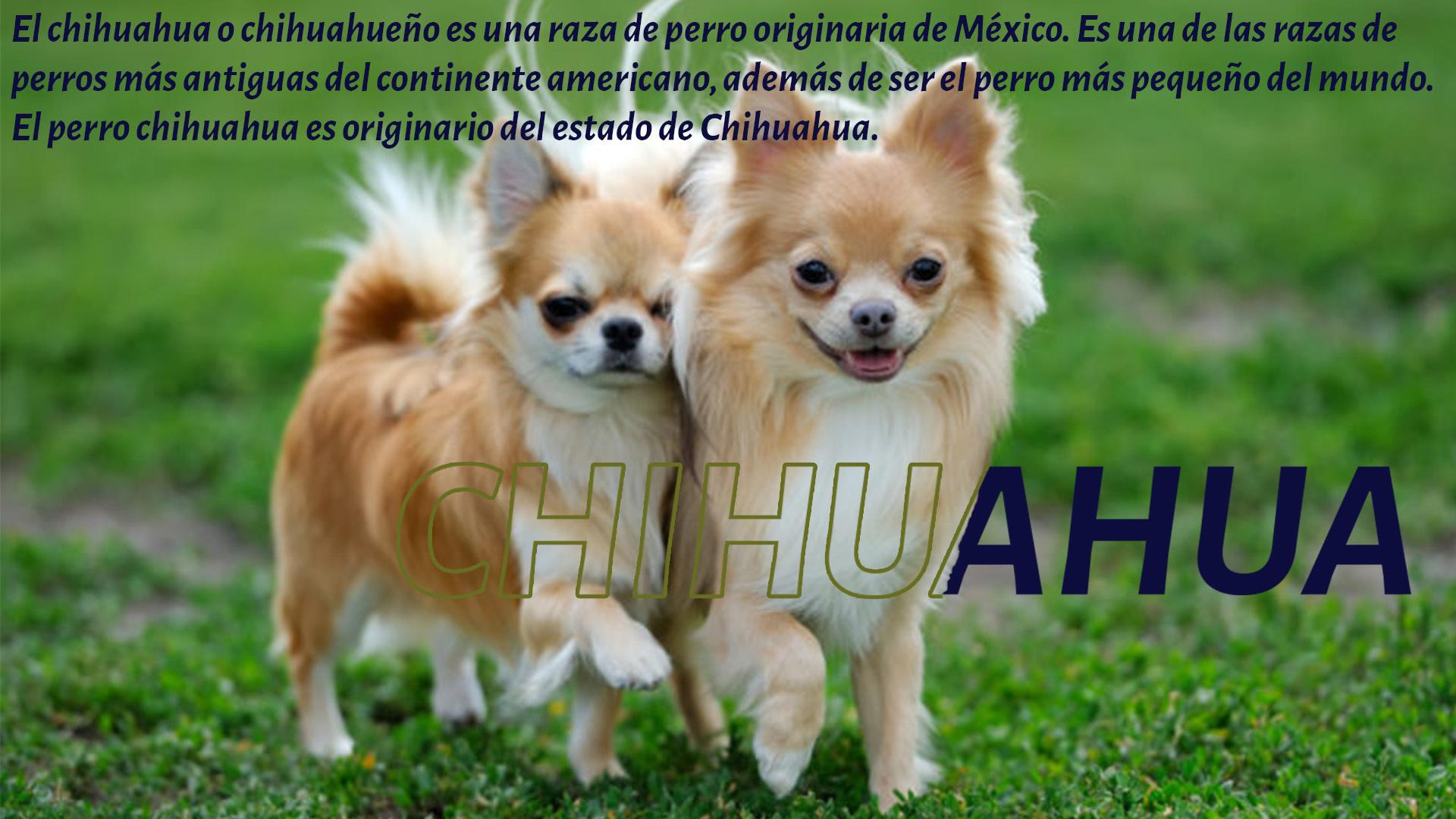 Razas de Perros -Genesis Salas Olaechea by Genesis - Issuu