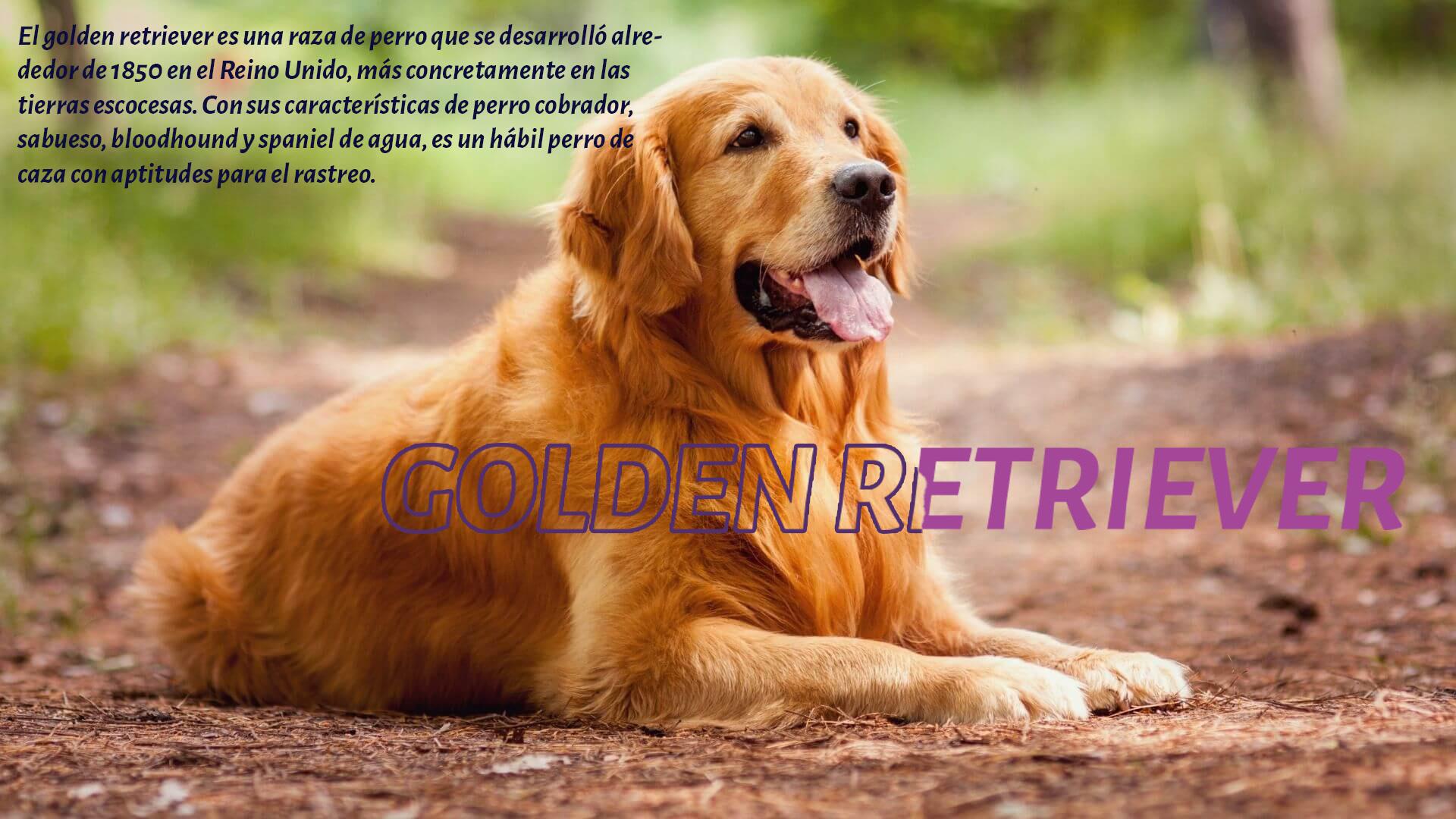 Razas de Perros -Genesis Salas Olaechea by Genesis - Issuu