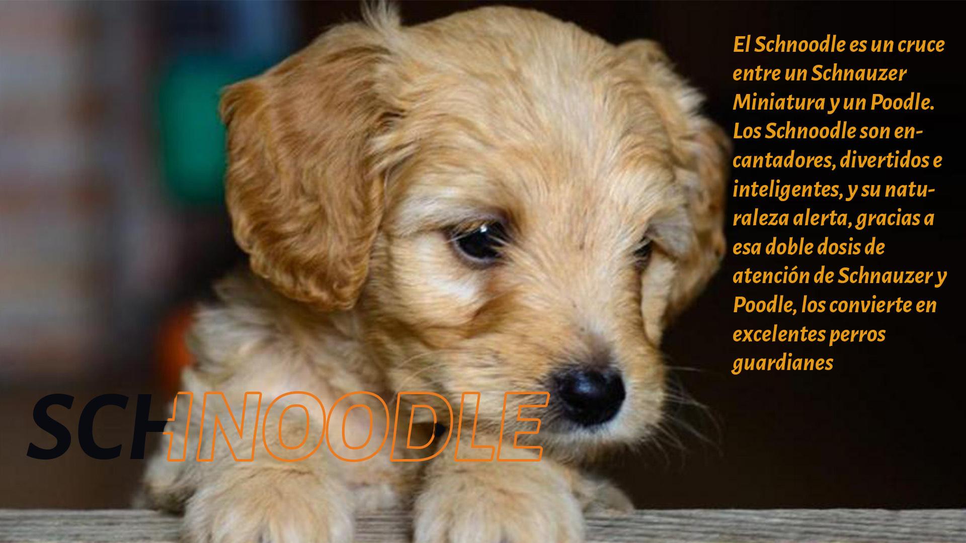 Razas de Perros -Genesis Salas Olaechea by Genesis - Issuu