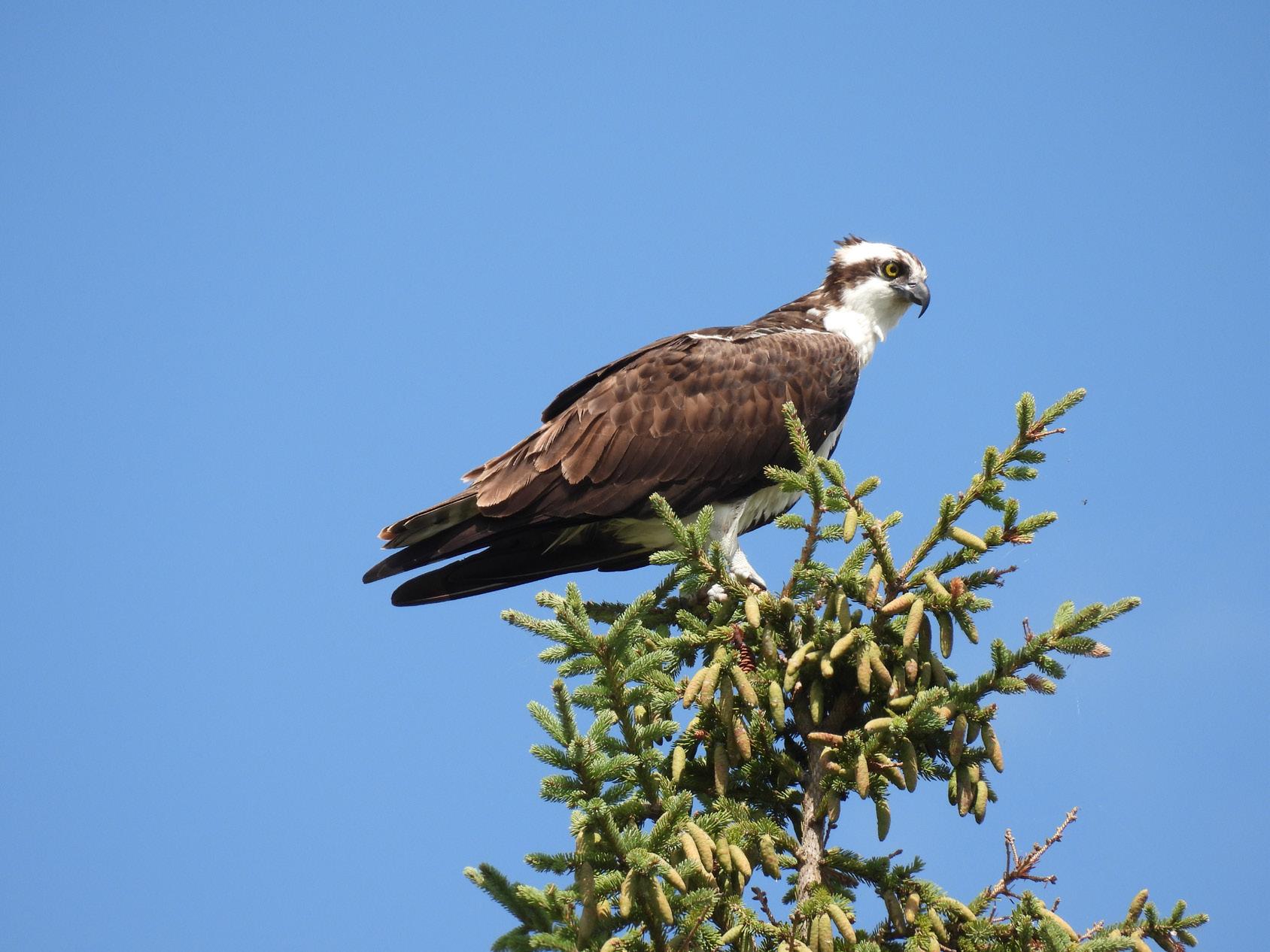 Ferris Provincial Park Info Guide by Willow Publishing - Issuu