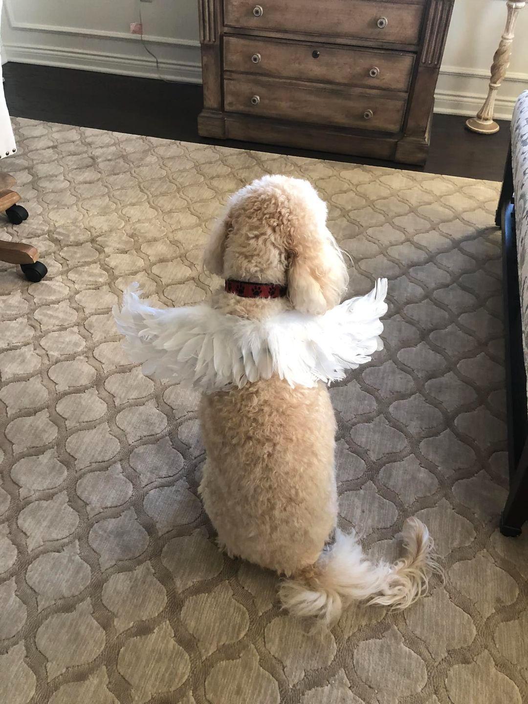 The Fur Angels Members Guide by mfc.sales - Issuu