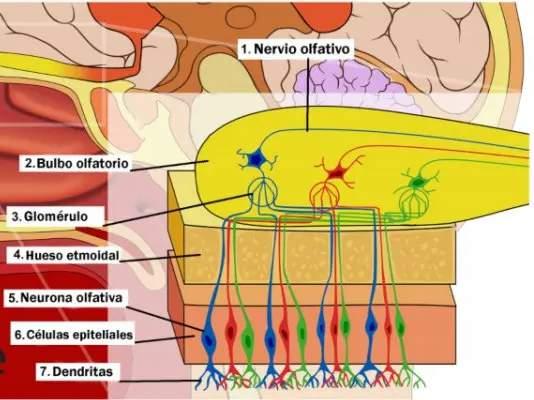 Pasos De La Vía Olfativa