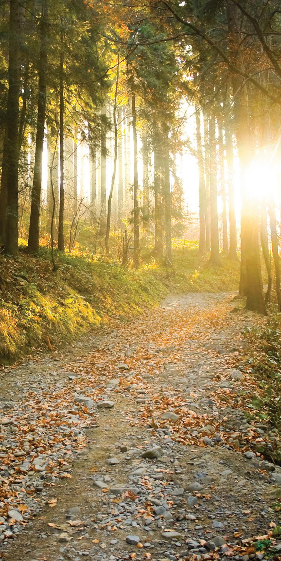 Maplebook Homes - Morningside Trail Brochure by G. Ryan Design - Issuu