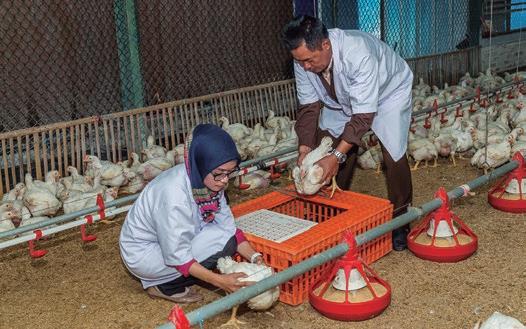 Hematomas en la carne de pollo de engorde: cómo reducir su incidencia ...