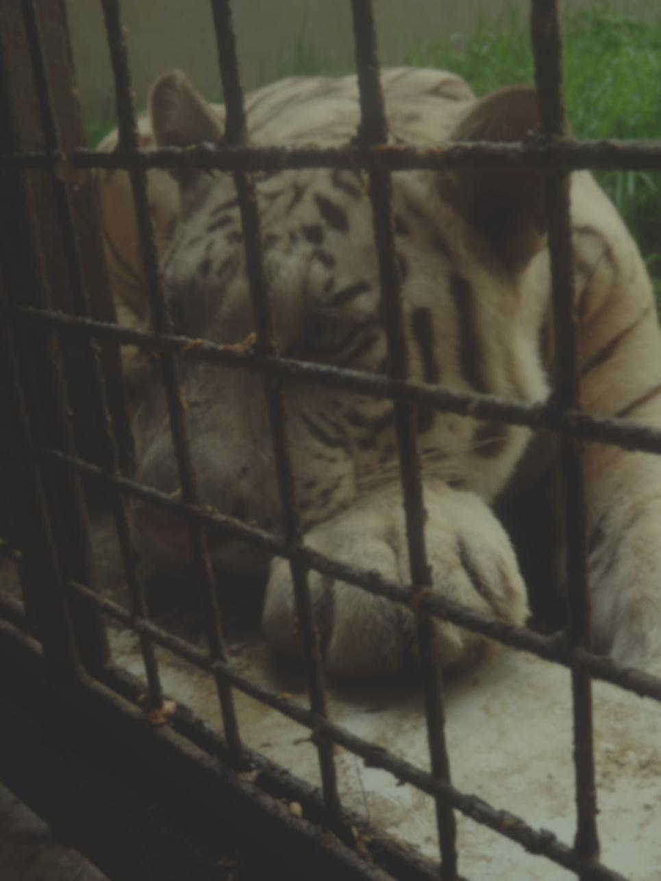 Undeserving Cruelty in Animals: A Call for Compassion and Justice - Issuu