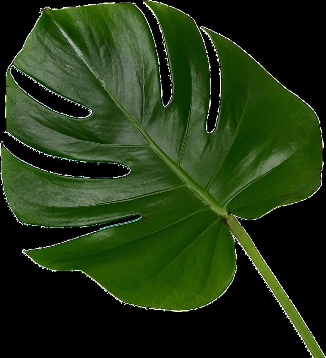 snakes by Tania Patiño - Issuu