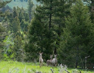 Montana Little Valley Ranch | Fay Ranches by Fay Ranches - Issuu