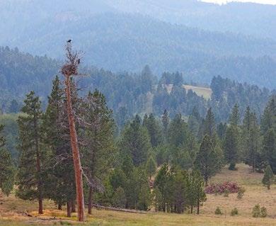 Montana Little Valley Ranch | Fay Ranches by Fay Ranches - Issuu