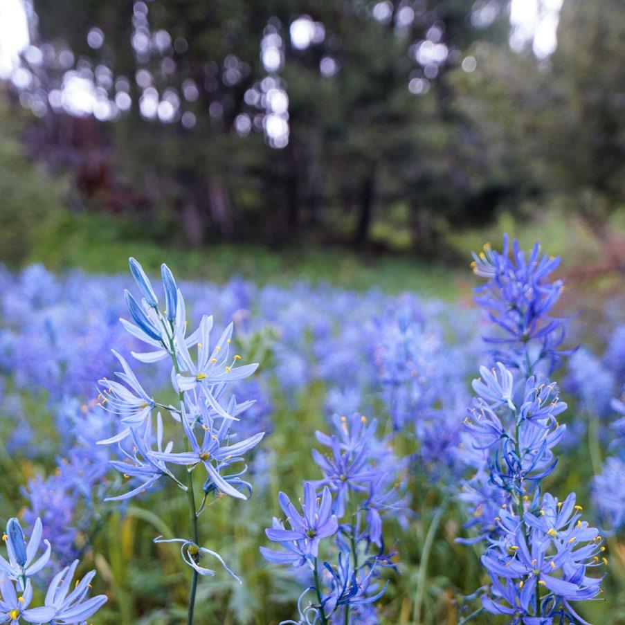 Montana Little Valley Ranch | Fay Ranches by Fay Ranches - Issuu