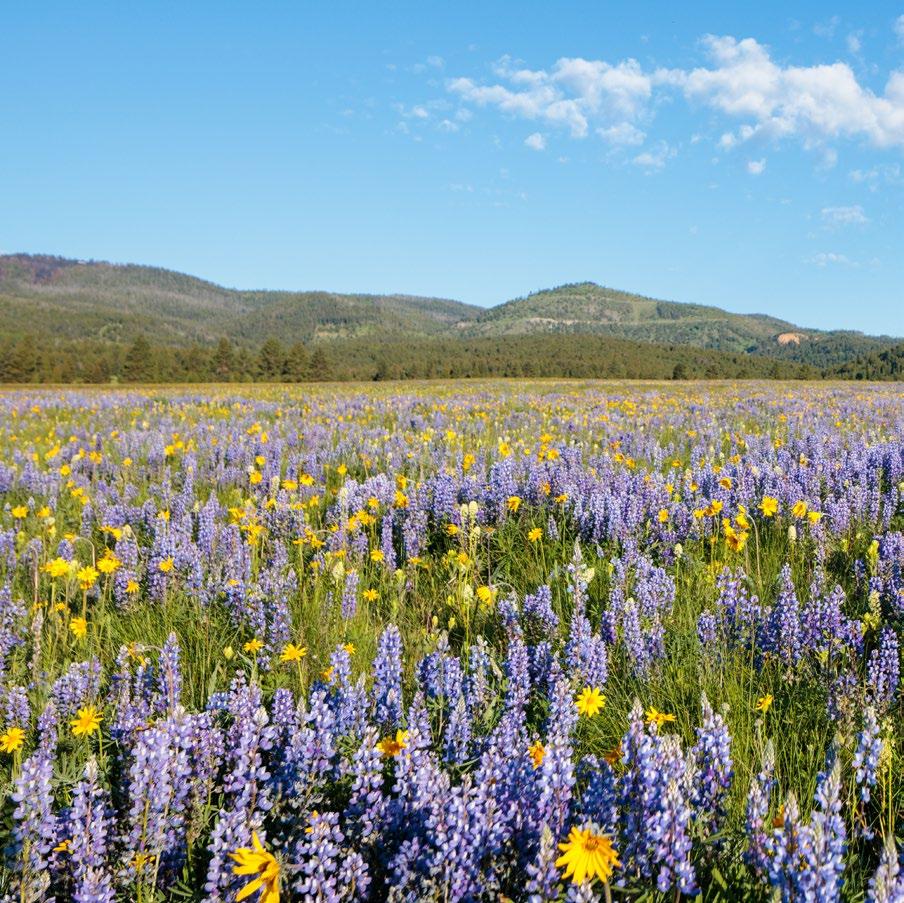 Montana Little Valley Ranch | Fay Ranches by Fay Ranches - Issuu