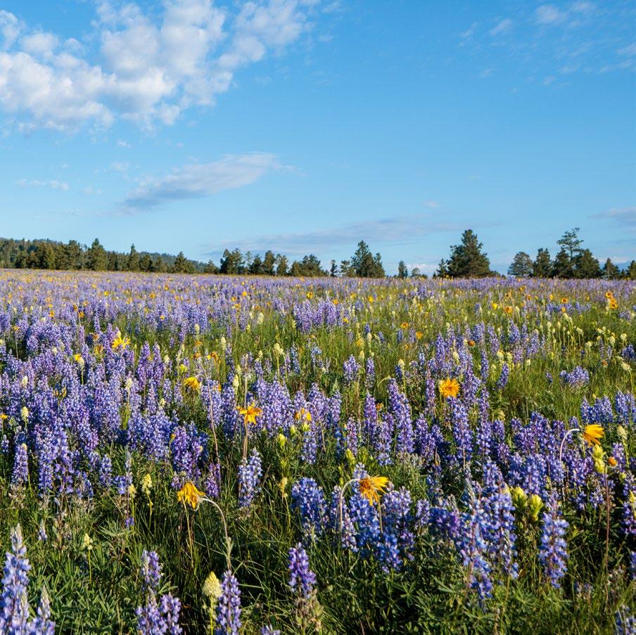 Montana Little Valley Ranch | Fay Ranches by Fay Ranches - Issuu