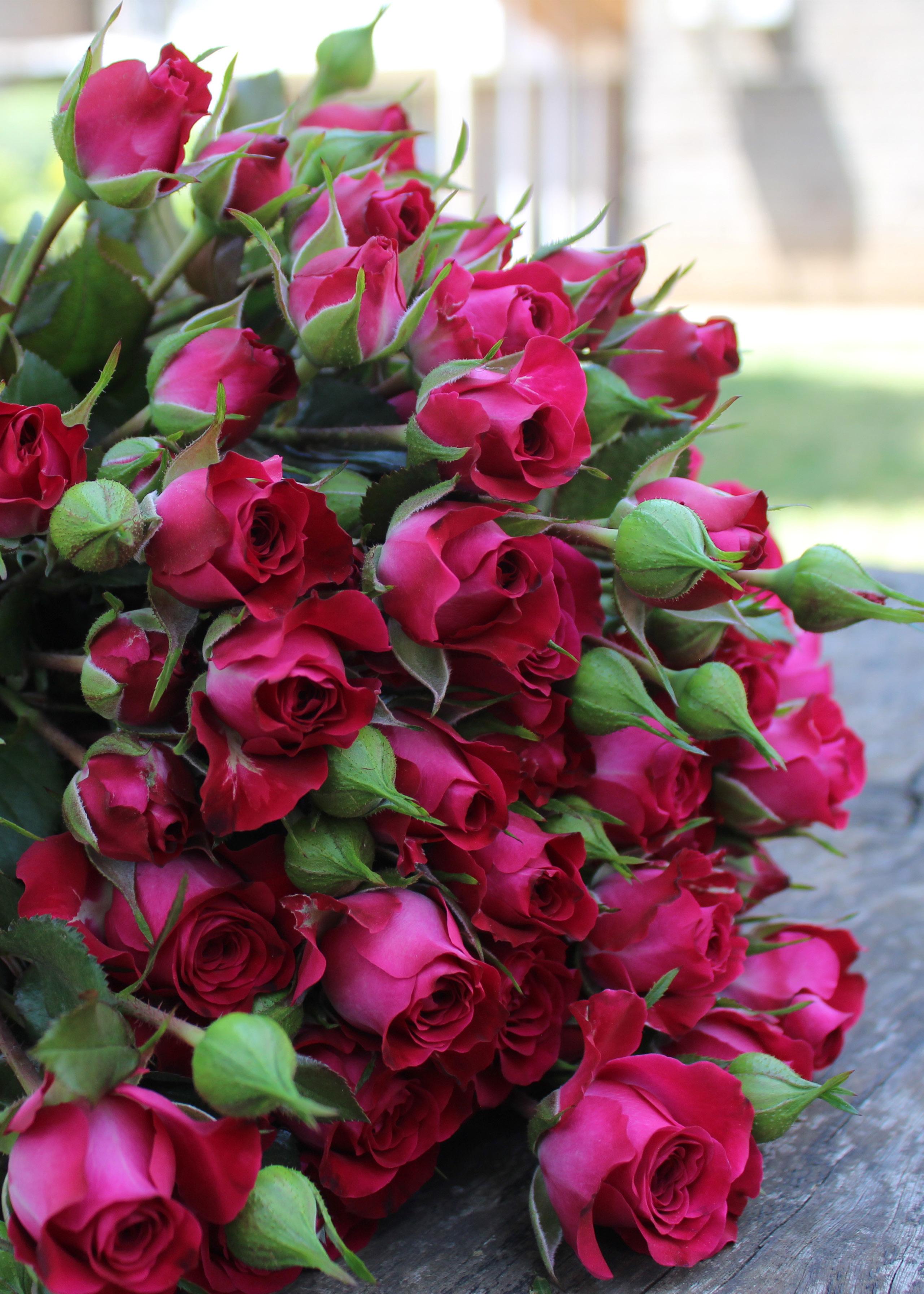 Blossoms Spray Roses-Brochure by Jelle Posthumus - Issuu