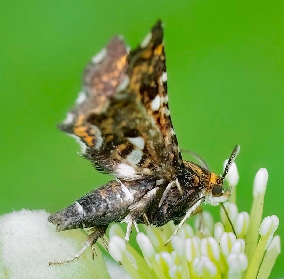Tamarack Photo Guide: Moth, Grasshopper/Mantis by SPLATnaturepreserve ...