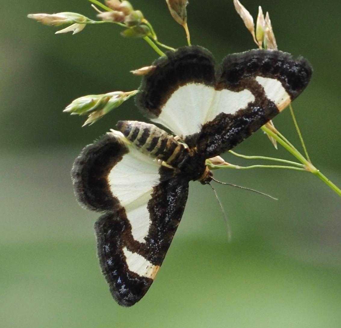Tamarack Photo Guide: Moth, Grasshopper/Mantis by SPLATnaturepreserve ...