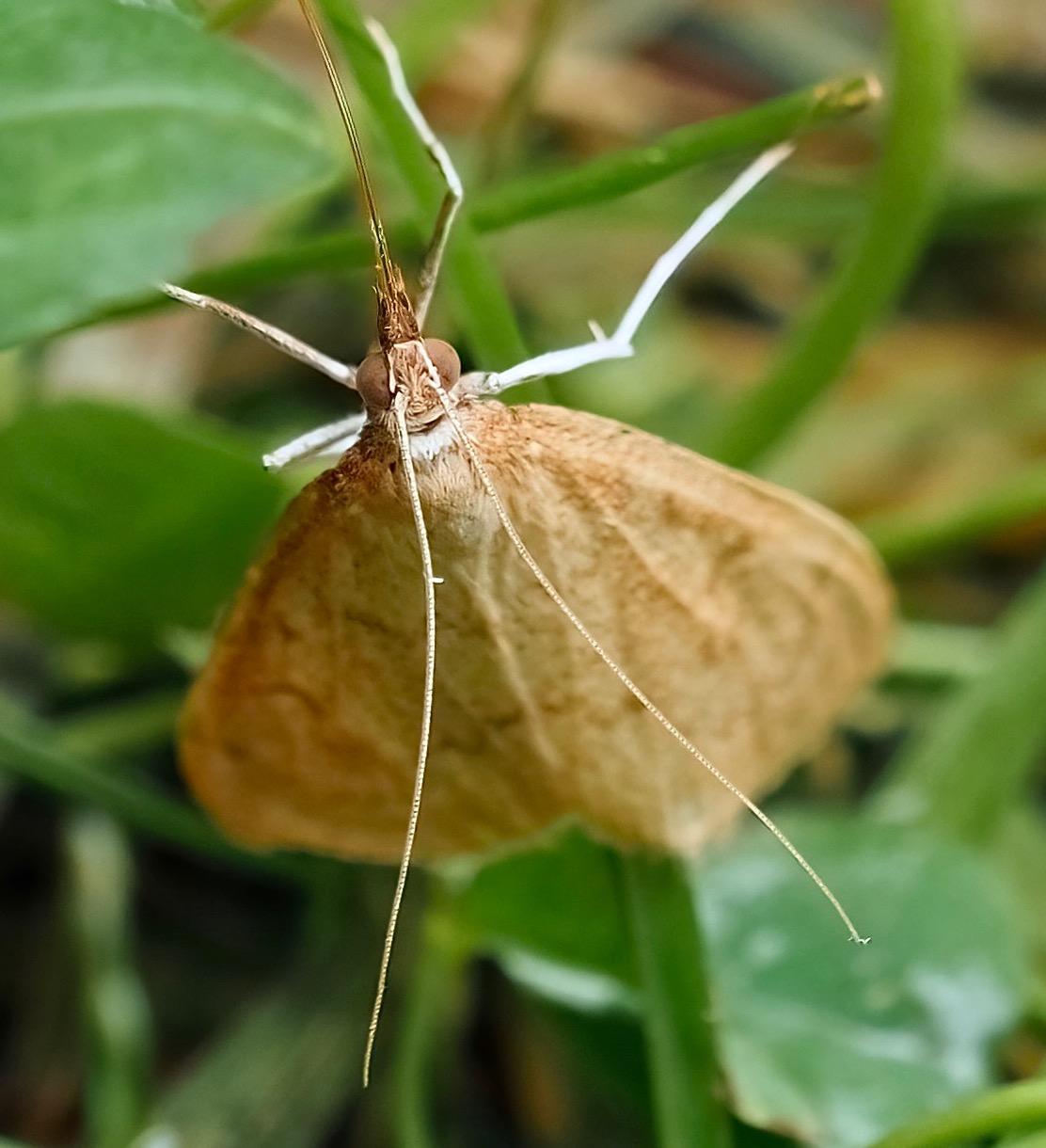 Tamarack Photo Guide: Moth, Grasshopper/Mantis by SPLATnaturepreserve ...