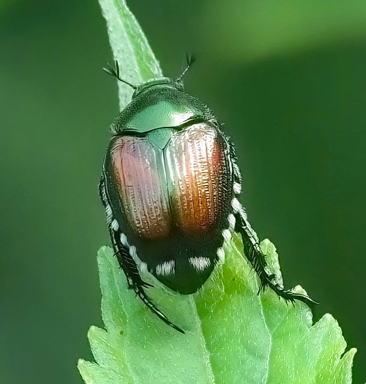 Tamarack NP Photo Guide: Bug, Bee/Wasp by SPLATnaturepreserve - Issuu