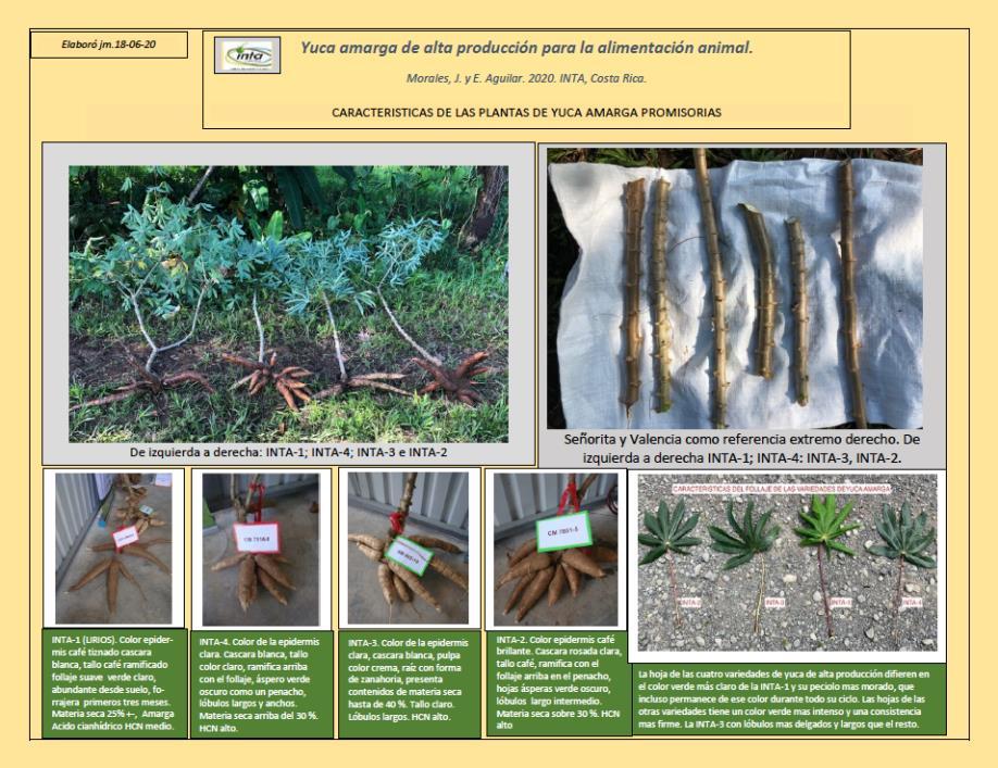 Yuca amarga para alimentacion animal IV by Jorge Morales - Issuu