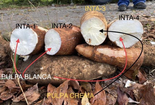 Yuca amarga para alimentacion animal IV by Jorge Morales - Issuu