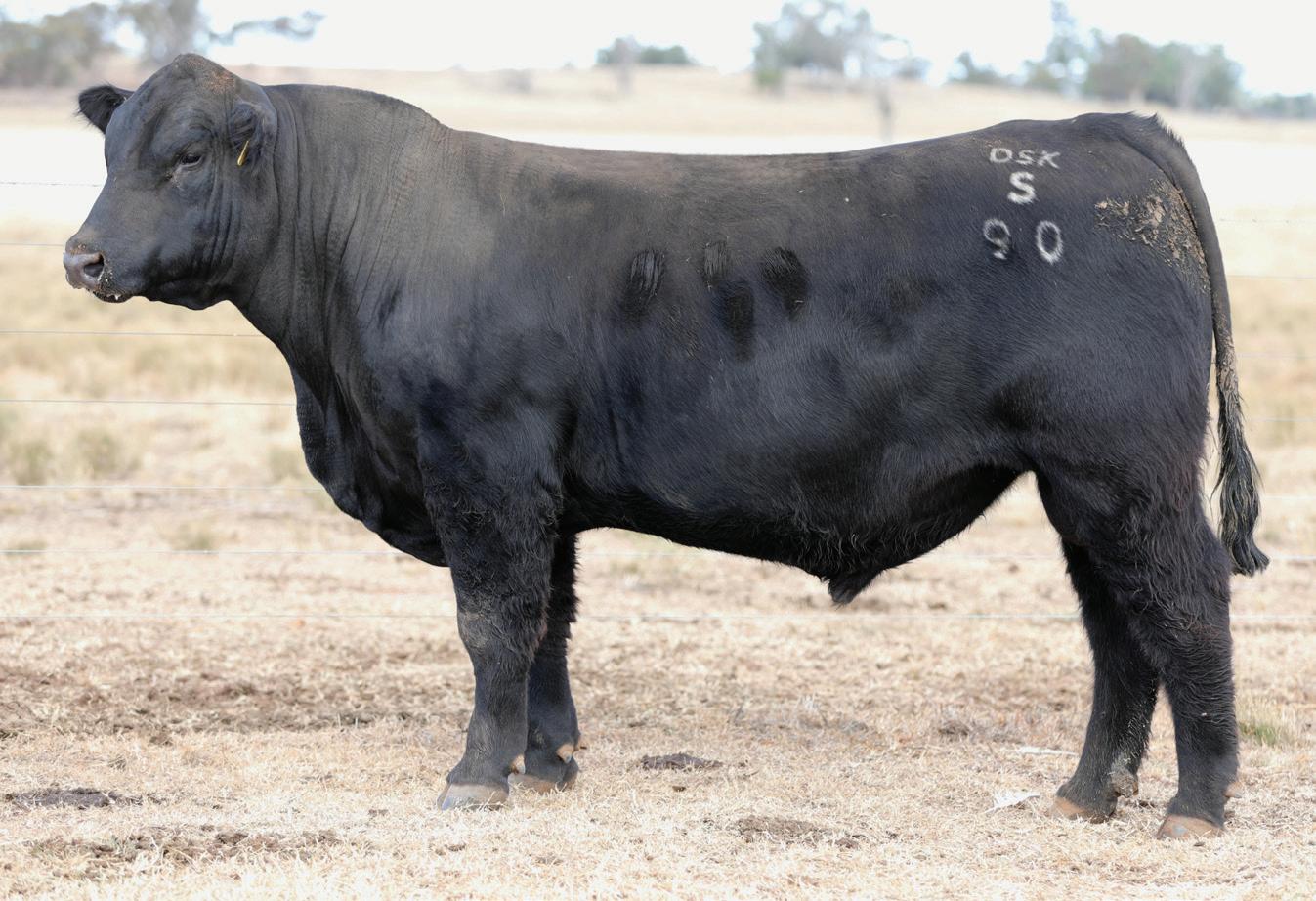 DSK Angus 30th Annual Bull Sale 21st July 2023 by Helen Alexander - Issuu