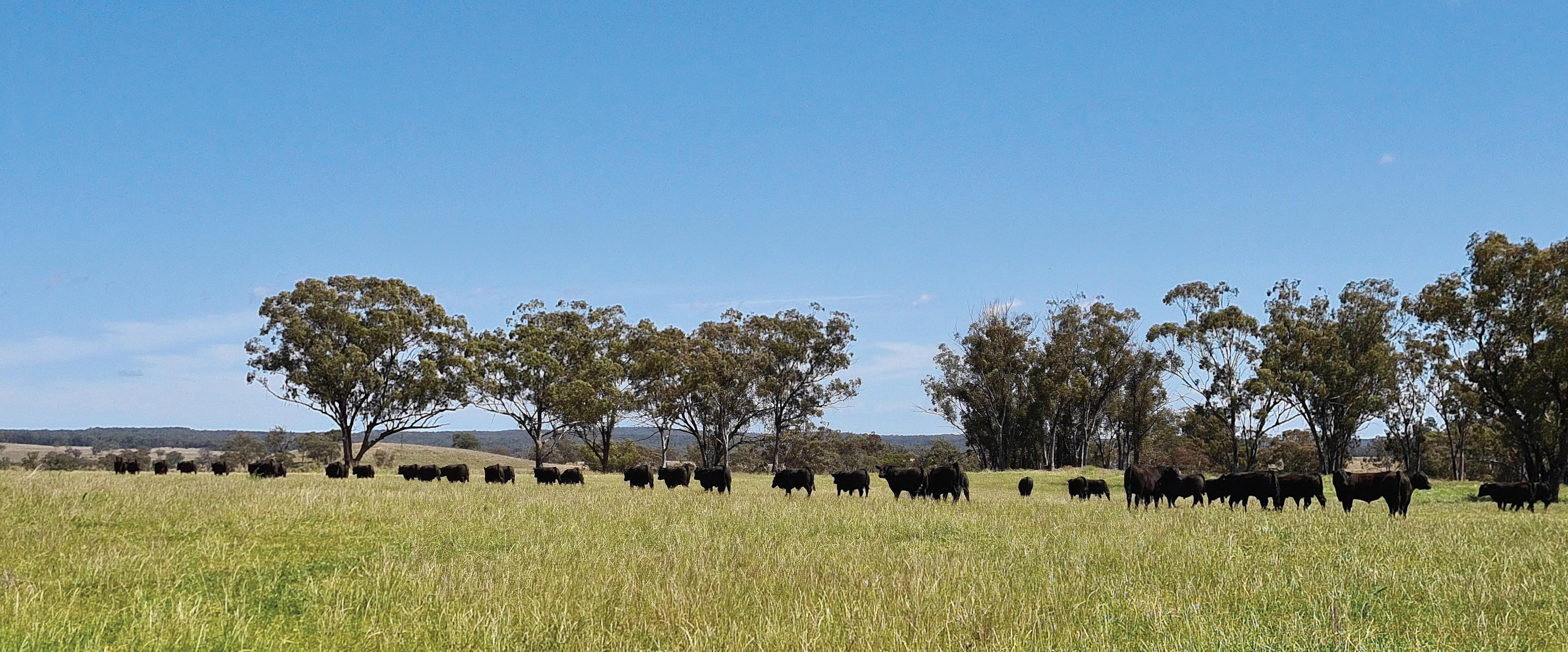 DSK Angus 30th Annual Bull Sale 21st July 2023 by Helen Alexander - Issuu