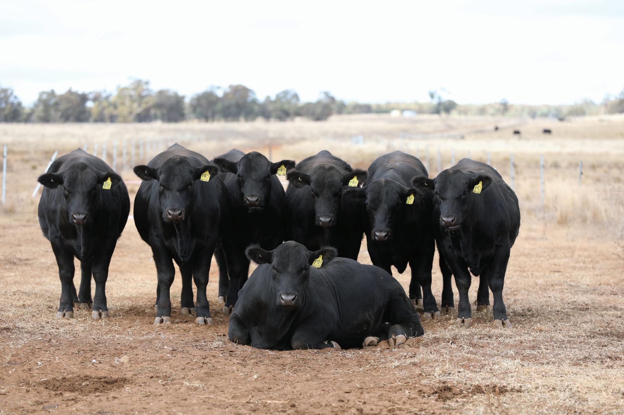 DSK Angus 30th Annual Bull Sale 21st July 2023 by Helen Alexander - Issuu