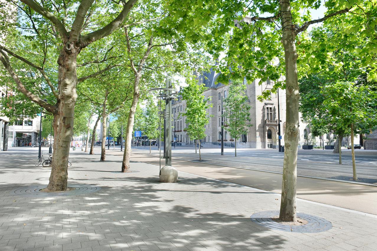 Whitepaper | Giving existing trees room to grow in the urban ...