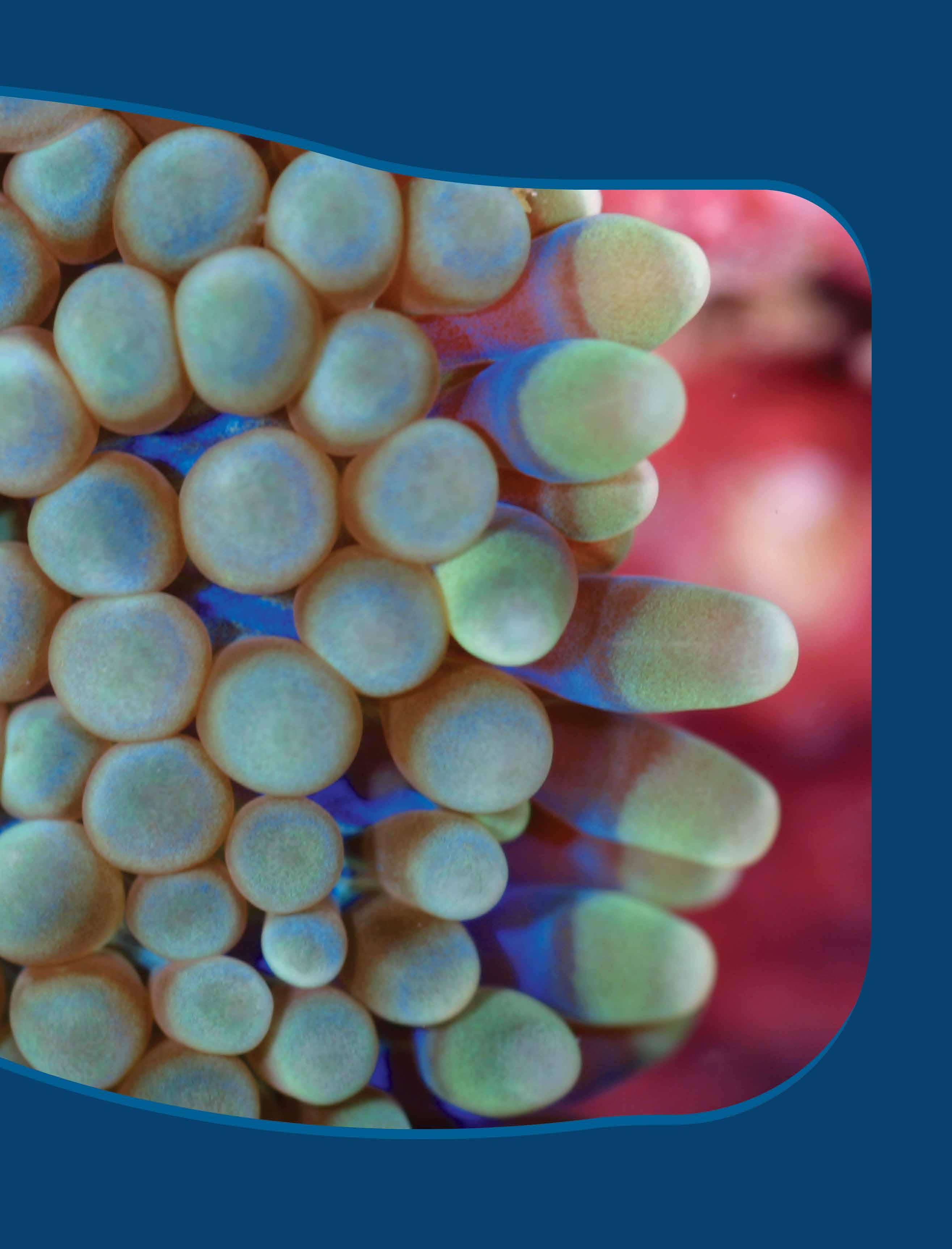 Los Arrecifes de Coral by Puerto Rico Sea Grant - Issuu