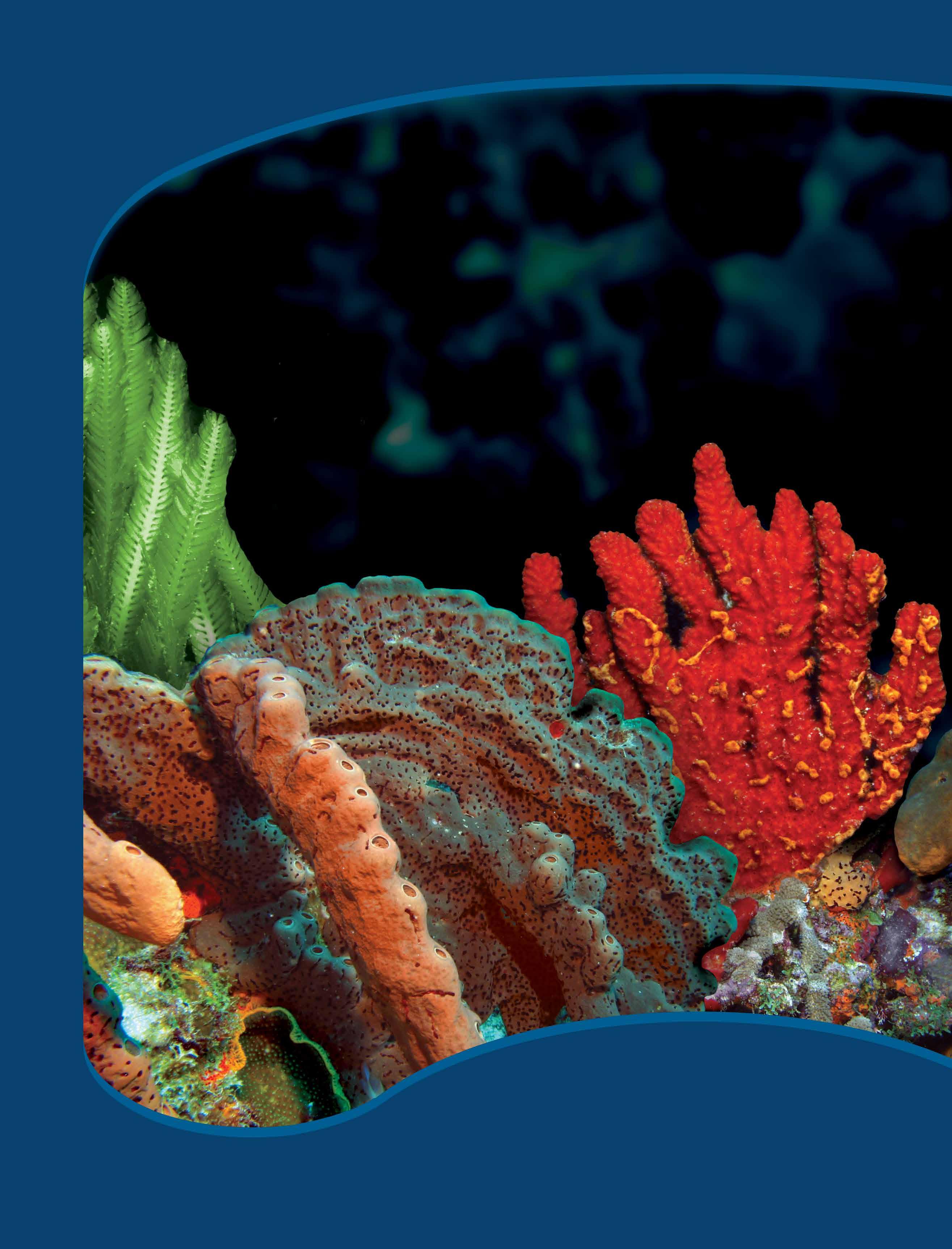 Los Arrecifes de Coral by Puerto Rico Sea Grant - Issuu