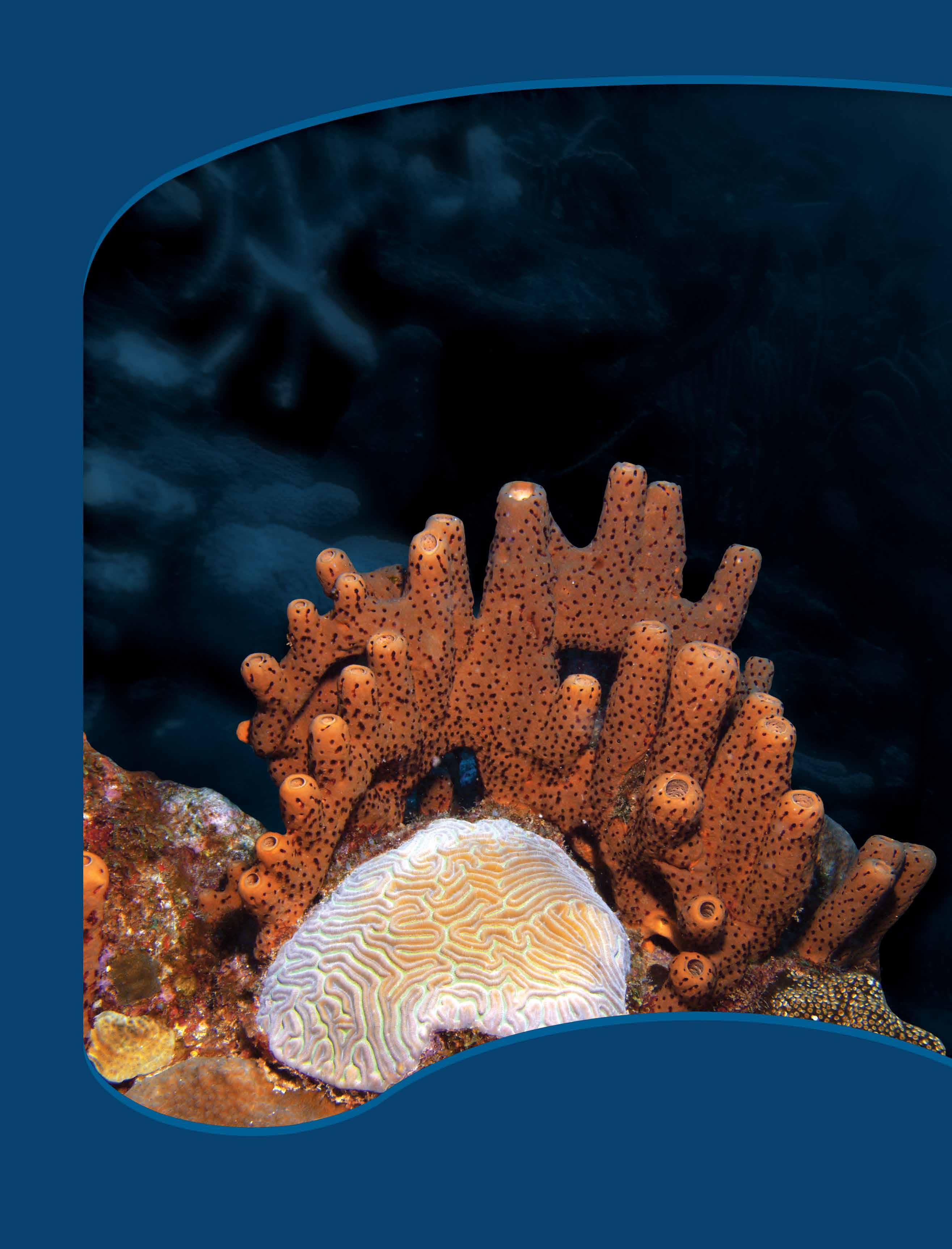 Los Arrecifes de Coral by Puerto Rico Sea Grant - Issuu