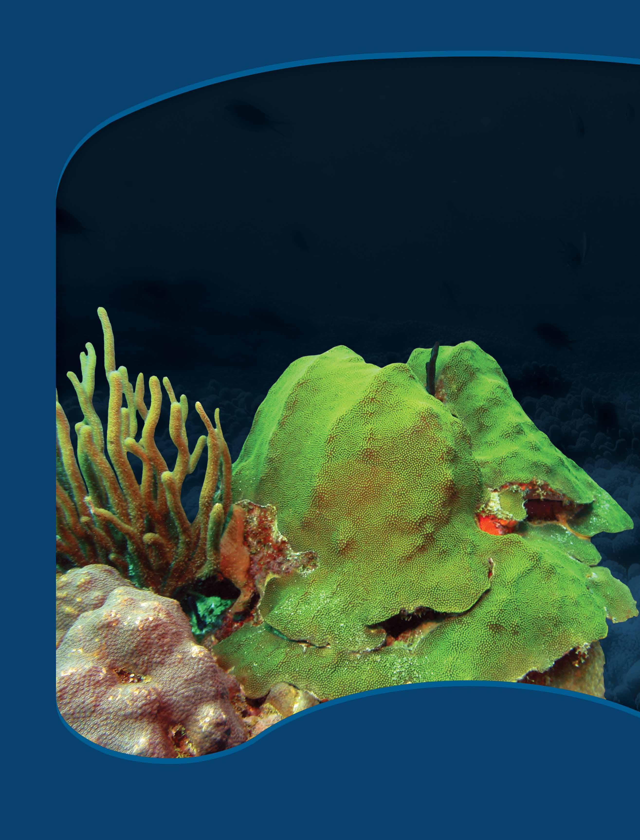 Los Arrecifes de Coral by Puerto Rico Sea Grant - Issuu