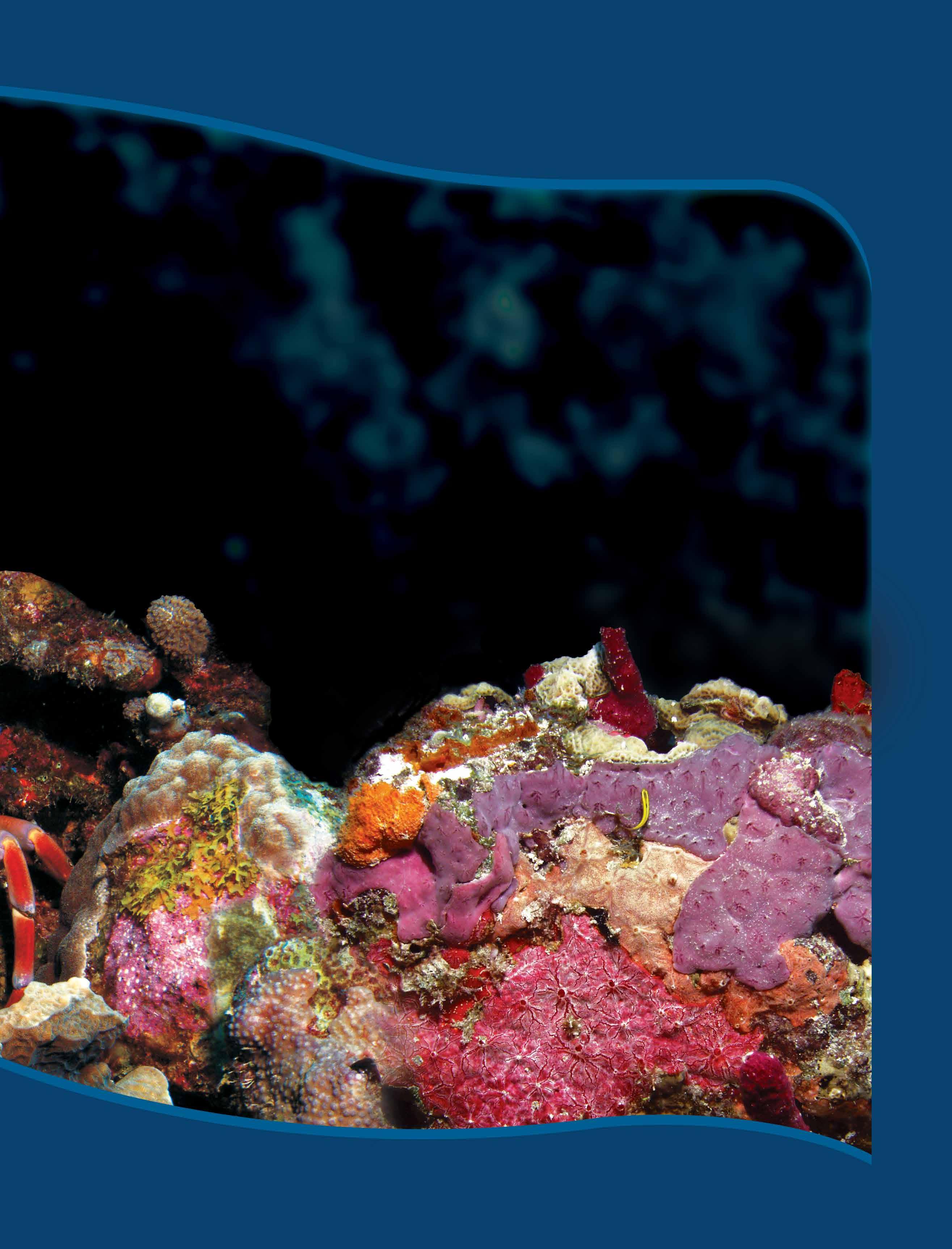 Los Arrecifes de Coral by Puerto Rico Sea Grant - Issuu