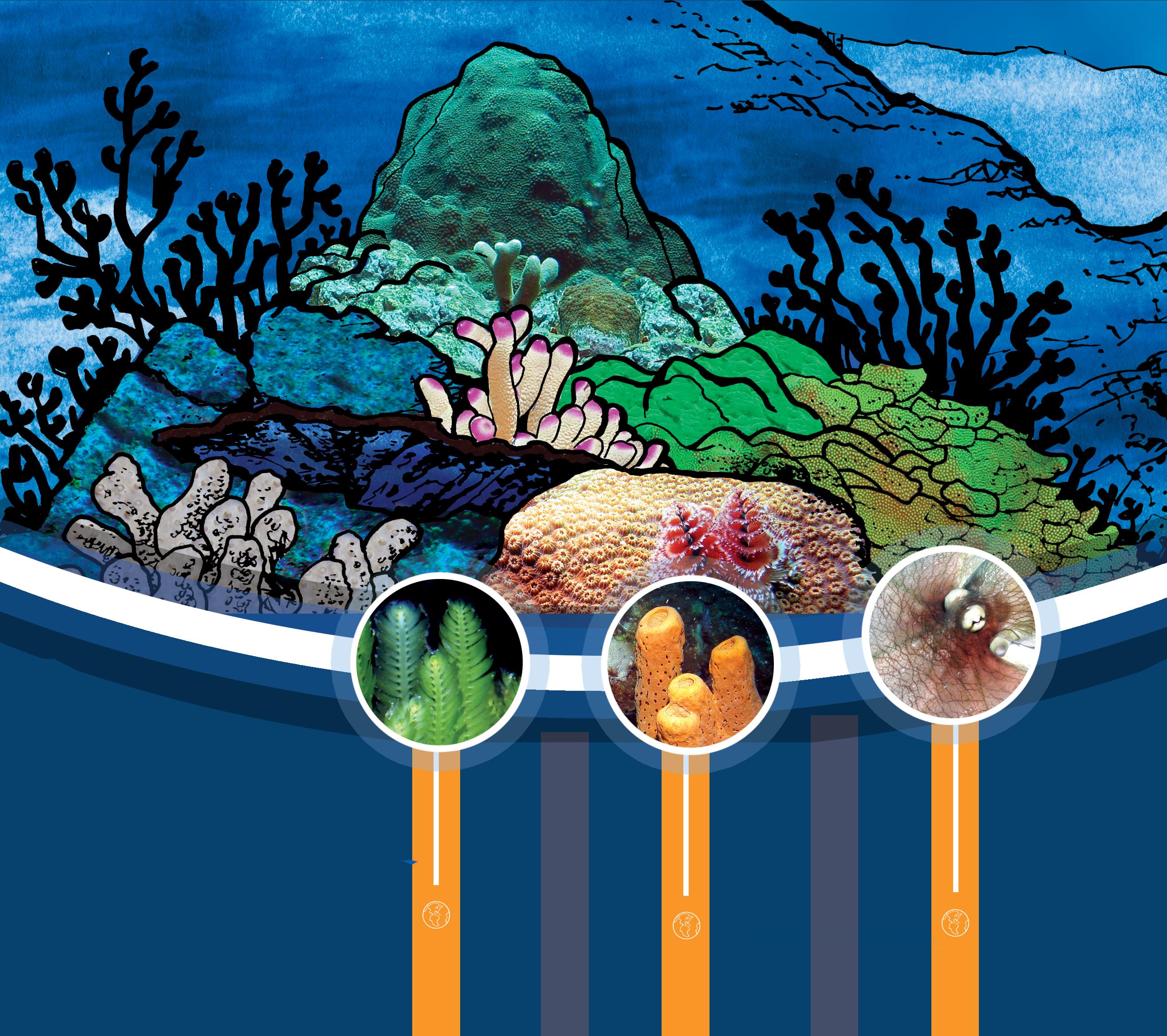 Los Arrecifes de Coral by Puerto Rico Sea Grant - Issuu