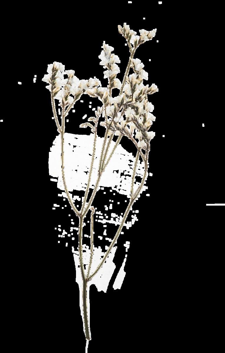 Dr. Kamala Maddali A Passionate Innovator Redefining Success by ...