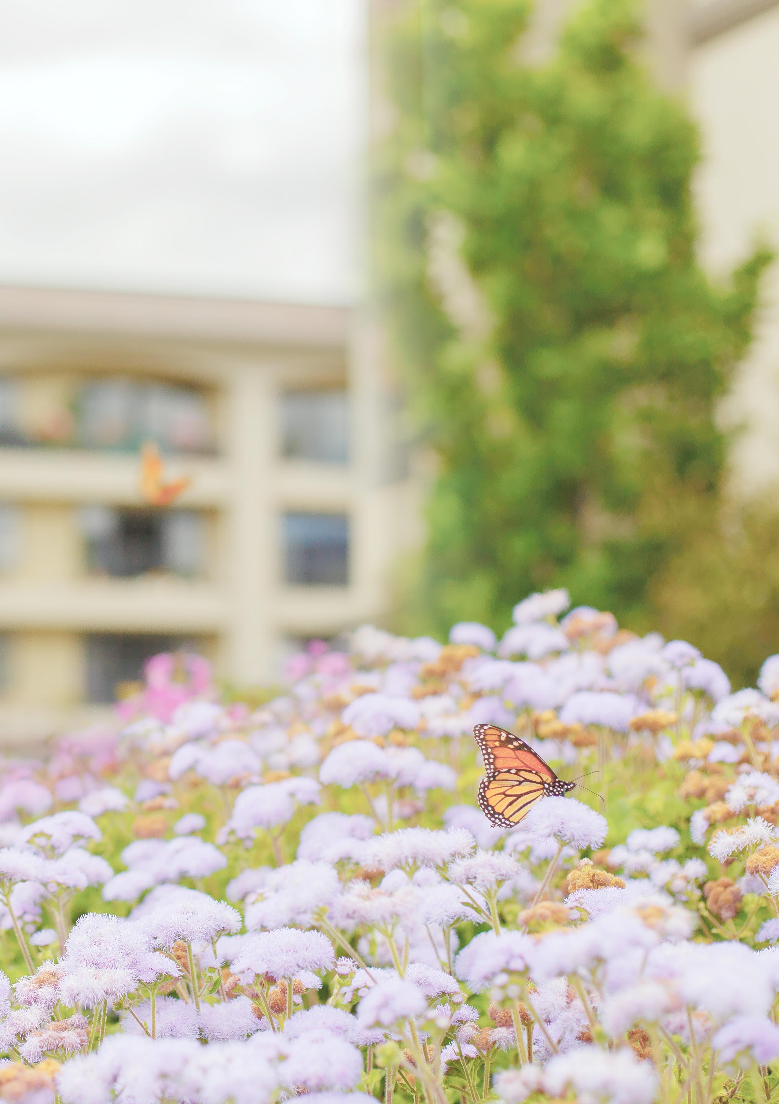 The Ryman Guide - Retirement living in a Ryman village - New Zealand by ...