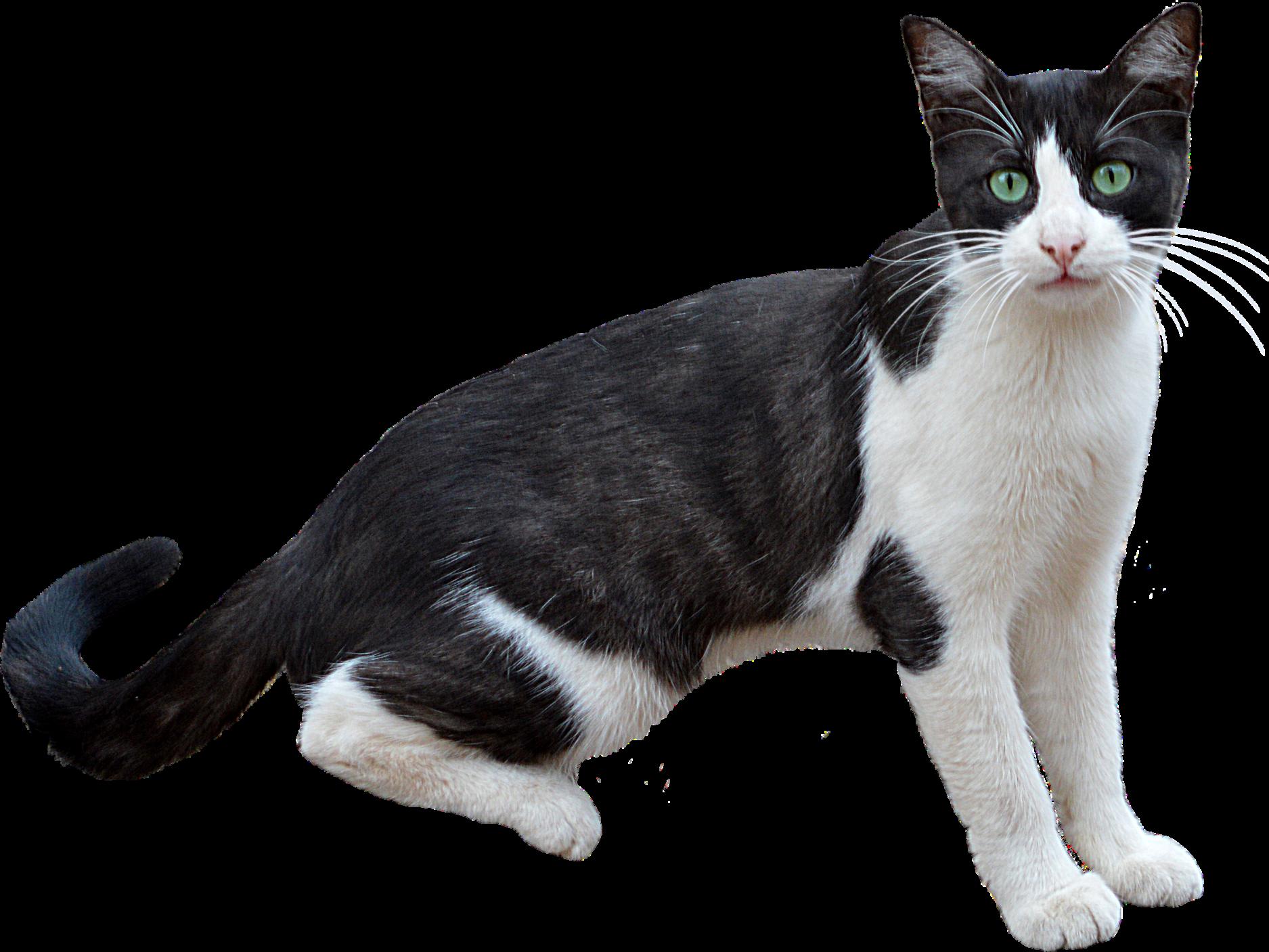 Dreamy Cat – How to help your stressed or anxious cat – Vol. 1 by ...