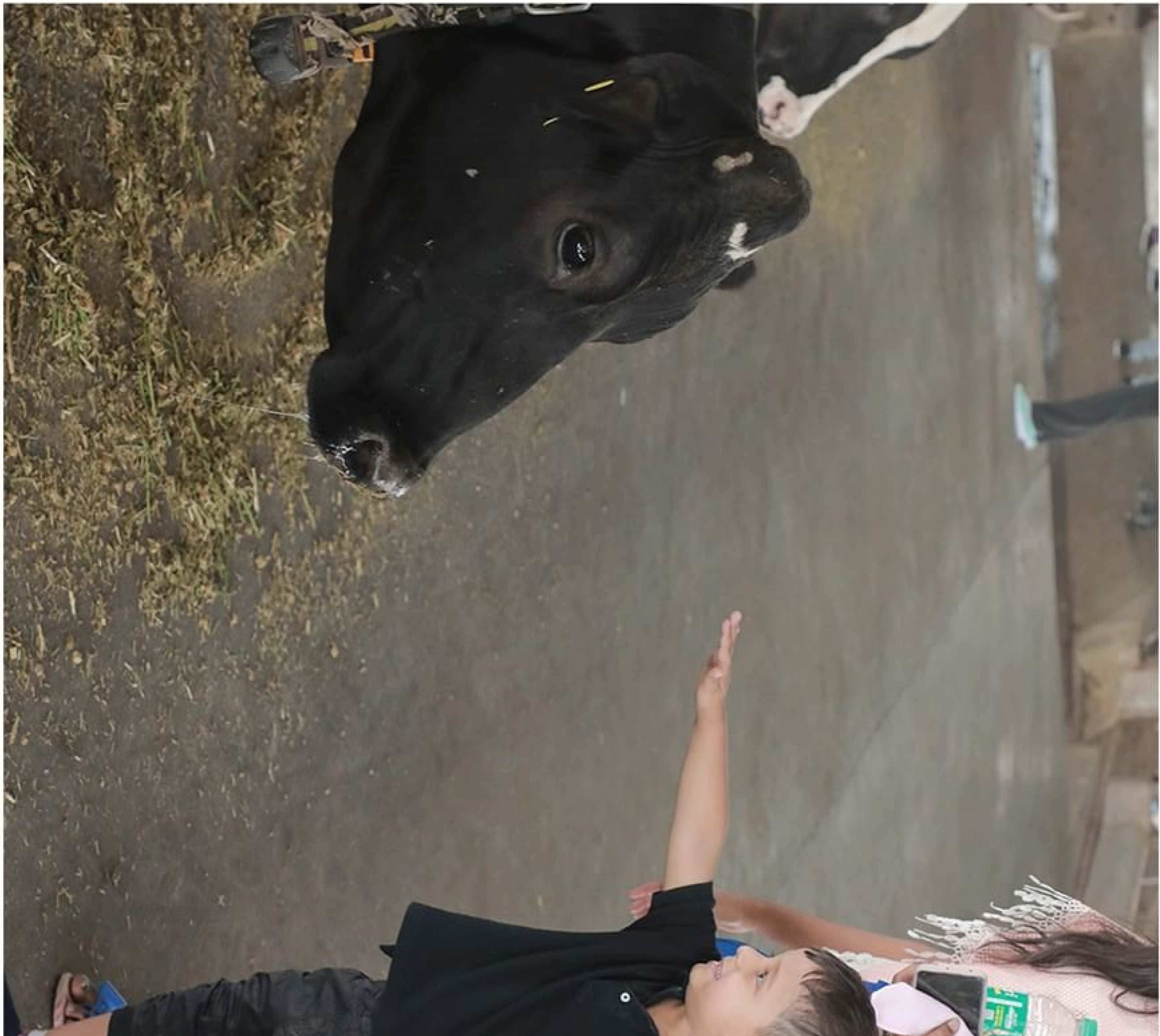 Active Moo Farmms by Active Moo Farms - Issuu