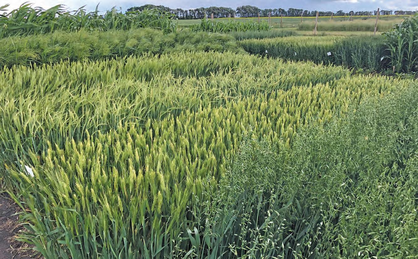 Harvesting annual forage crops - Issuu