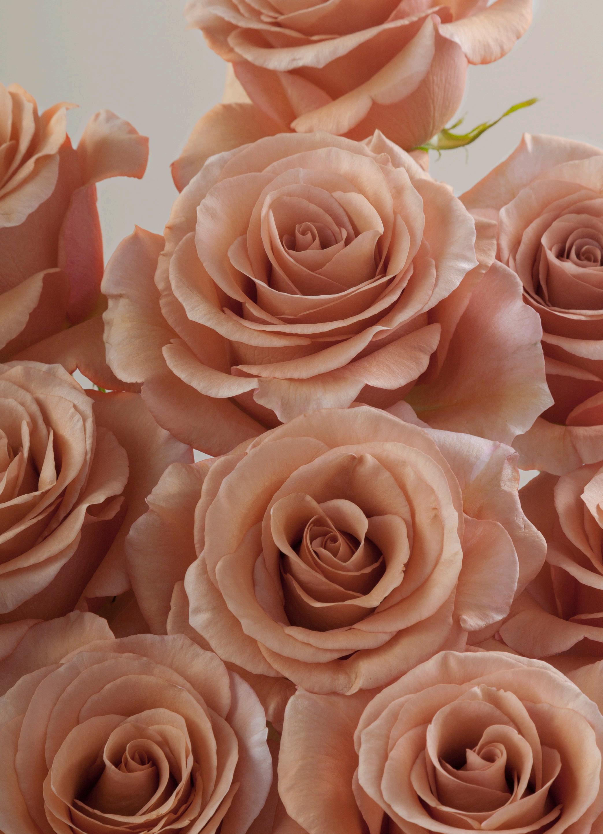 Rosaprima Catalog - 2023 by Rosaprimamkt - Issuu